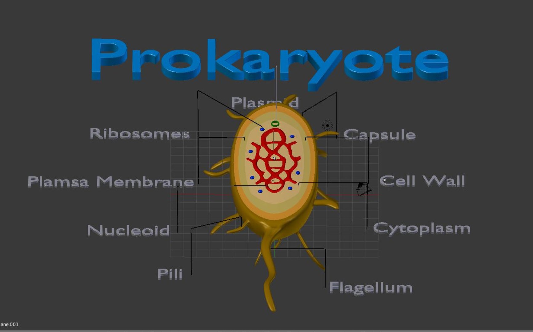 3d Prokaryotic Cell