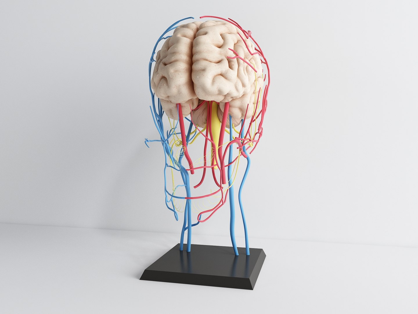 3D Anatomical Skull Model With Brain - TurboSquid 2390051