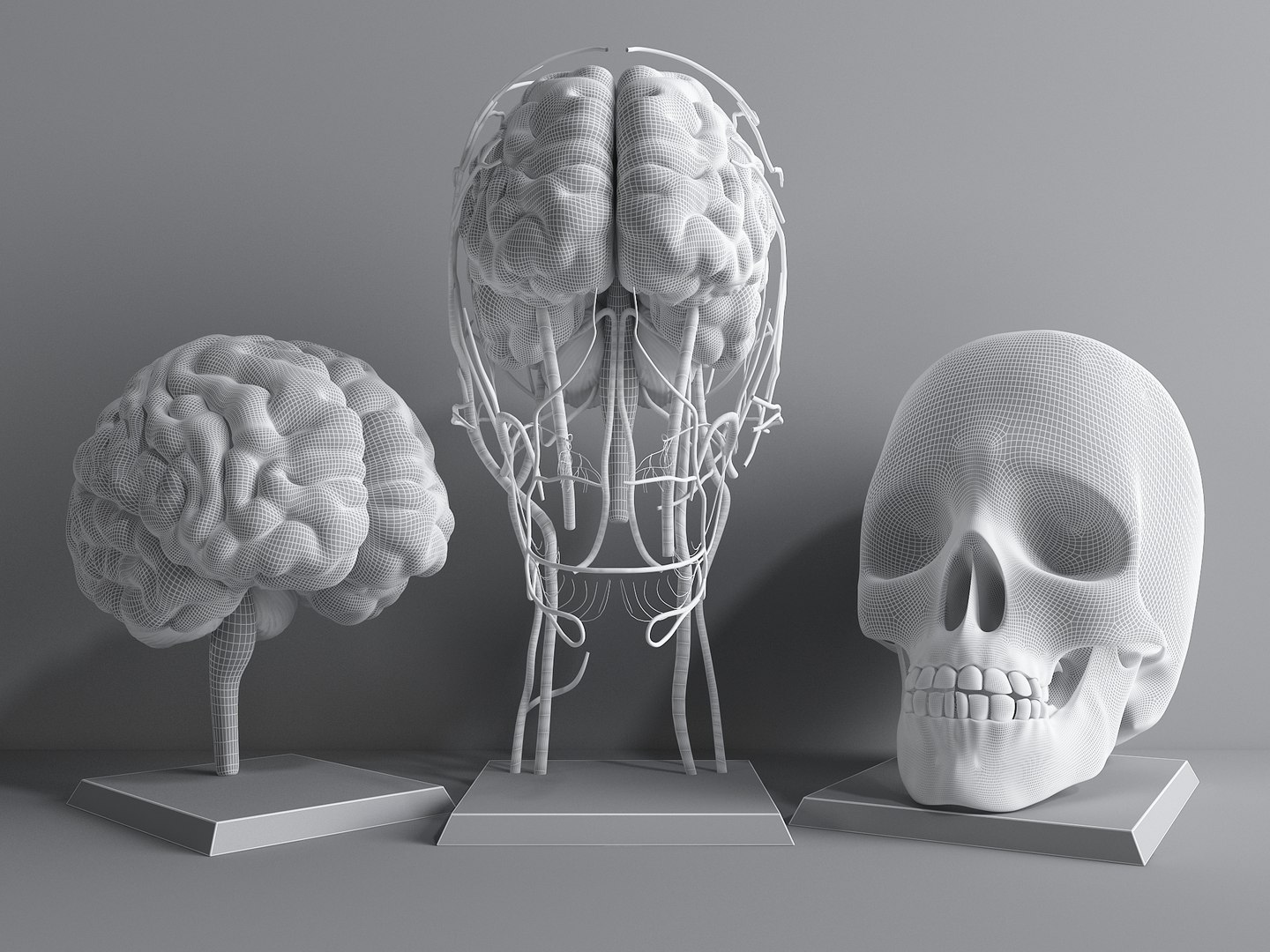 3D Anatomical Skull Model With Brain - TurboSquid 2390051