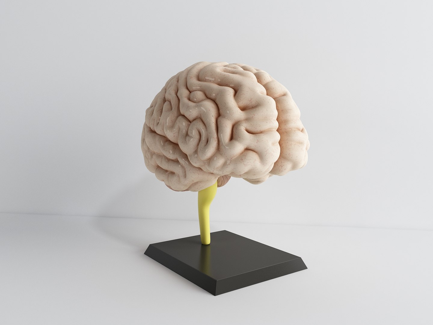 3D Anatomical Skull Model With Brain - TurboSquid 2390051