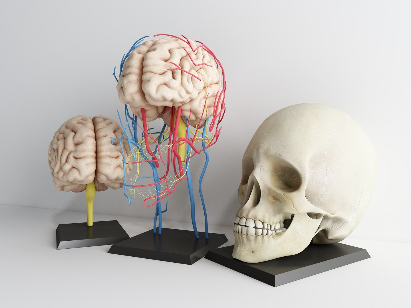 3D Anatomical Skull Model With Brain - TurboSquid 2390051