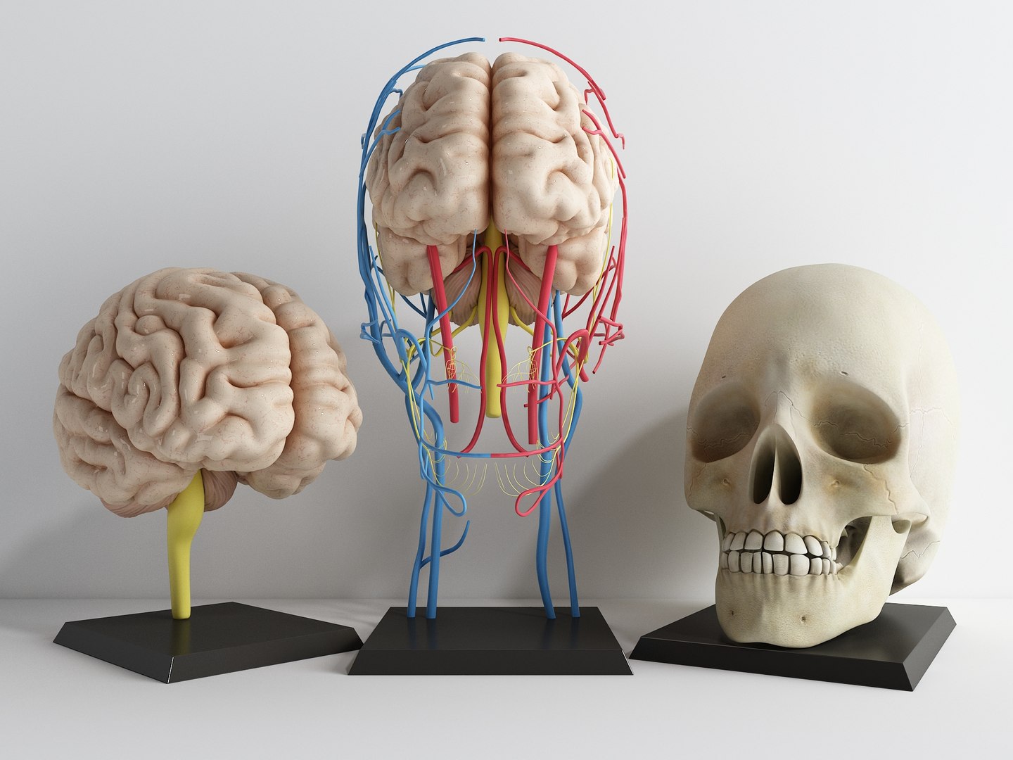 3D Anatomical Skull Model With Brain - TurboSquid 2390051