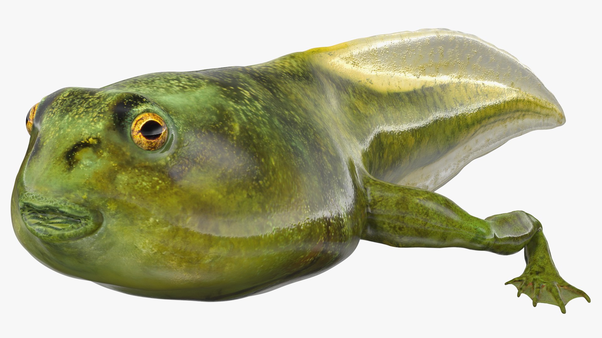 3D Tadpole With Legs Rigged Model - TurboSquid 1714295