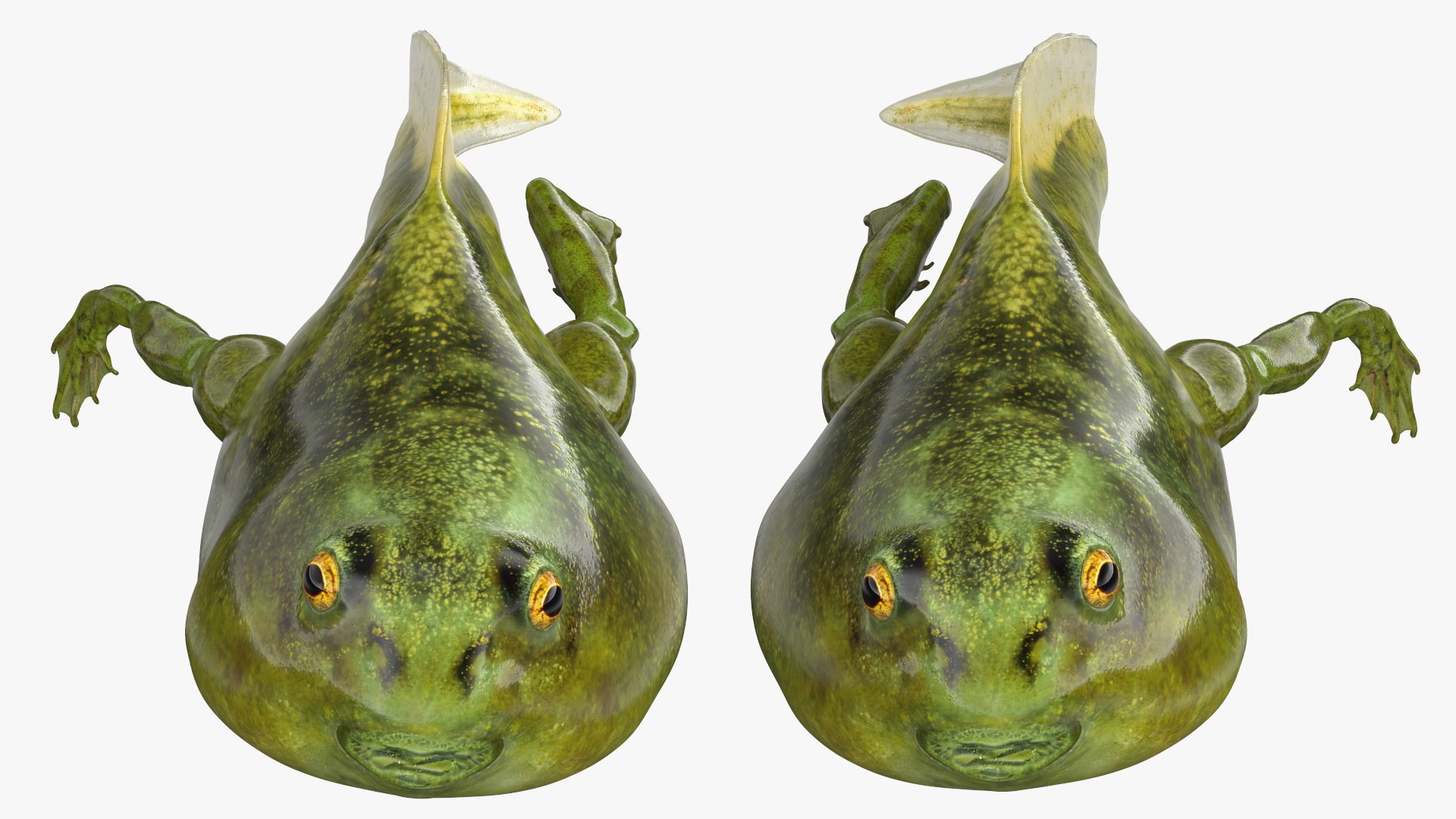 3D Tadpole With Legs Rigged Model - TurboSquid 1714295