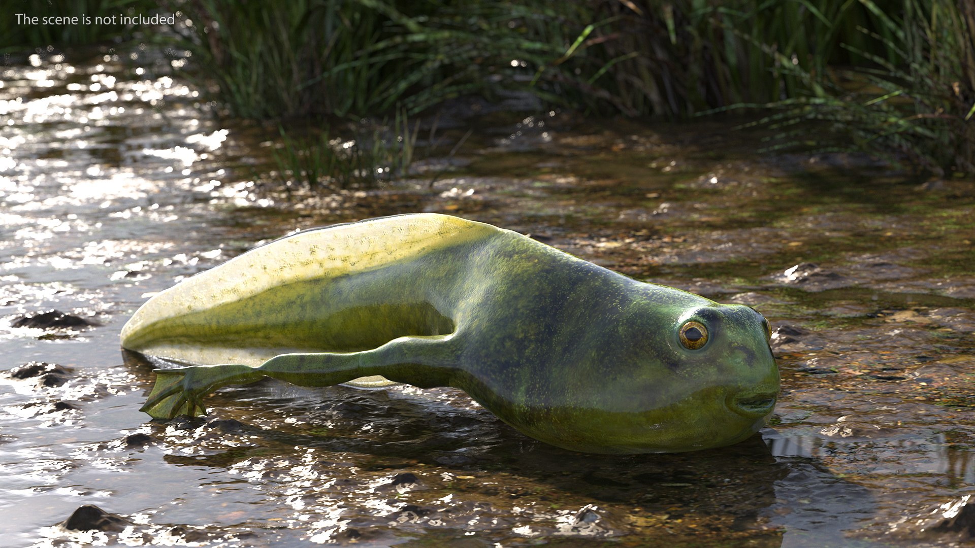 3D Tadpole With Legs Rigged Model - TurboSquid 1714295