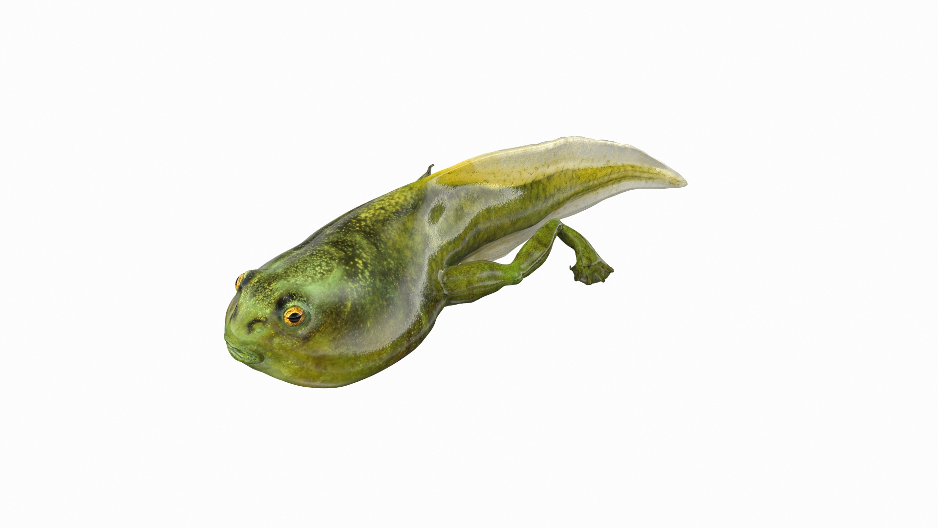 3D Tadpole With Legs Rigged Model - TurboSquid 1714295