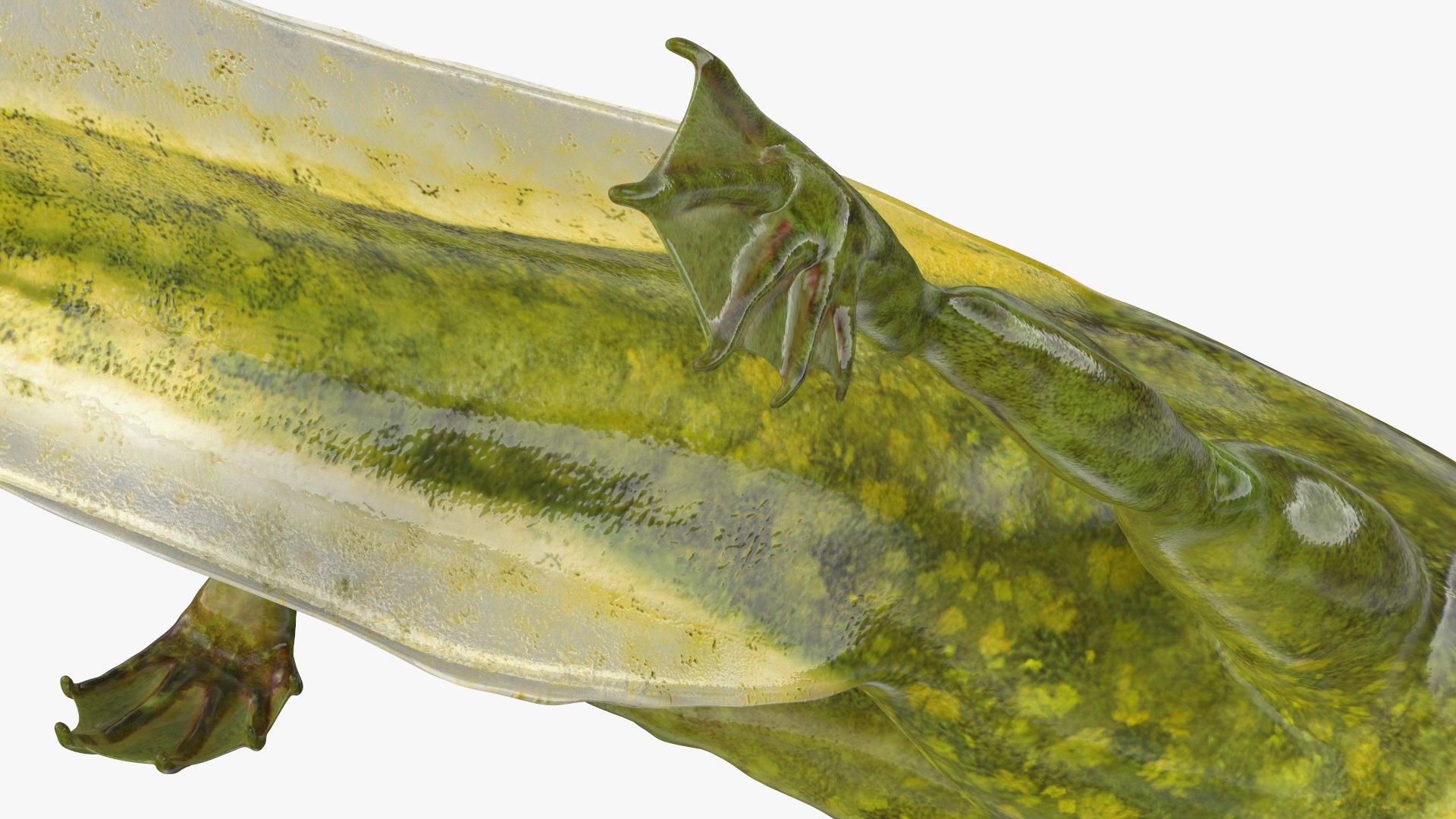 3D Tadpole With Legs Rigged Model - TurboSquid 1714295