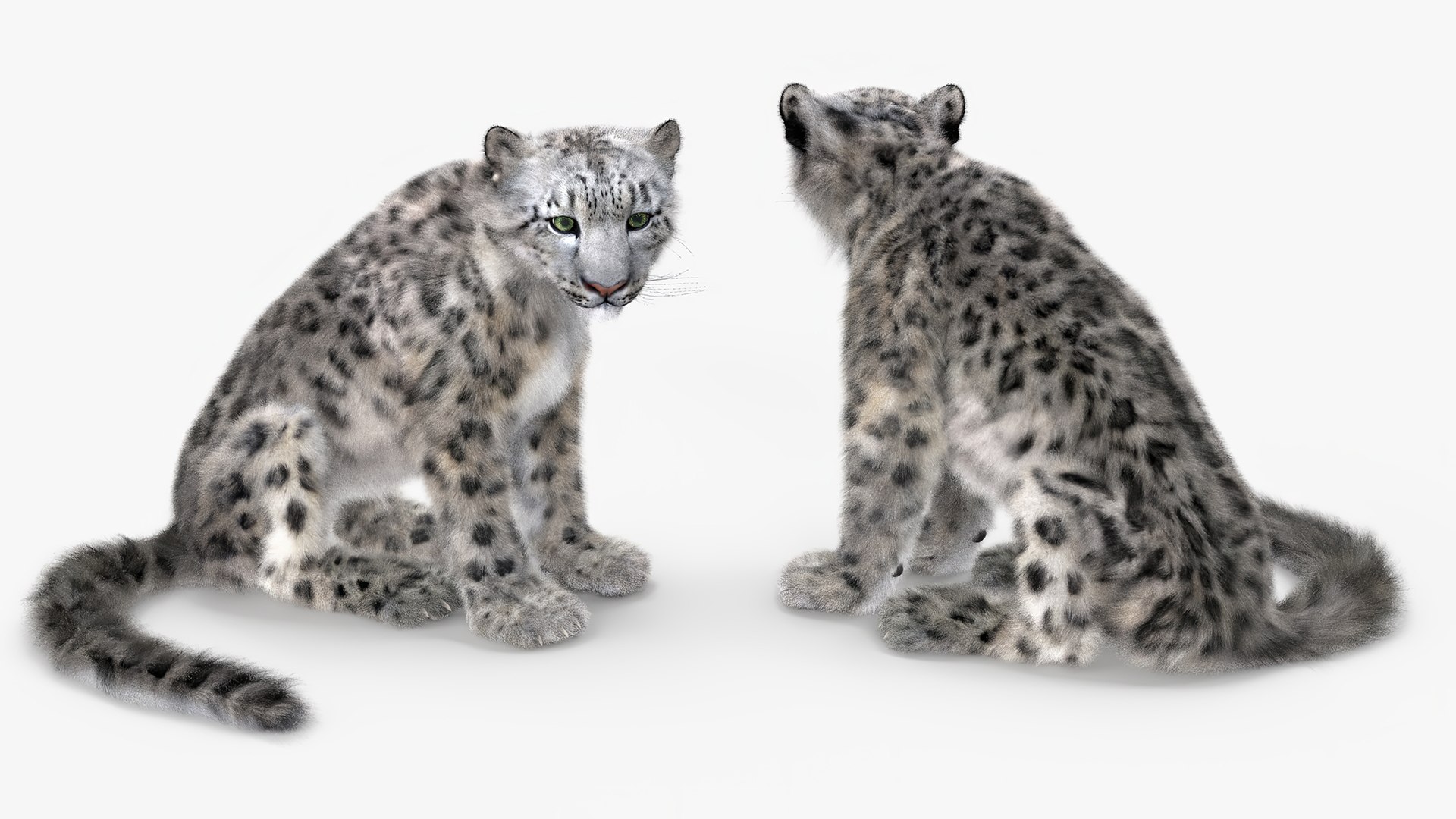 Snow Leopard In Sitting Pose Fur 3D Model - TurboSquid 2332289