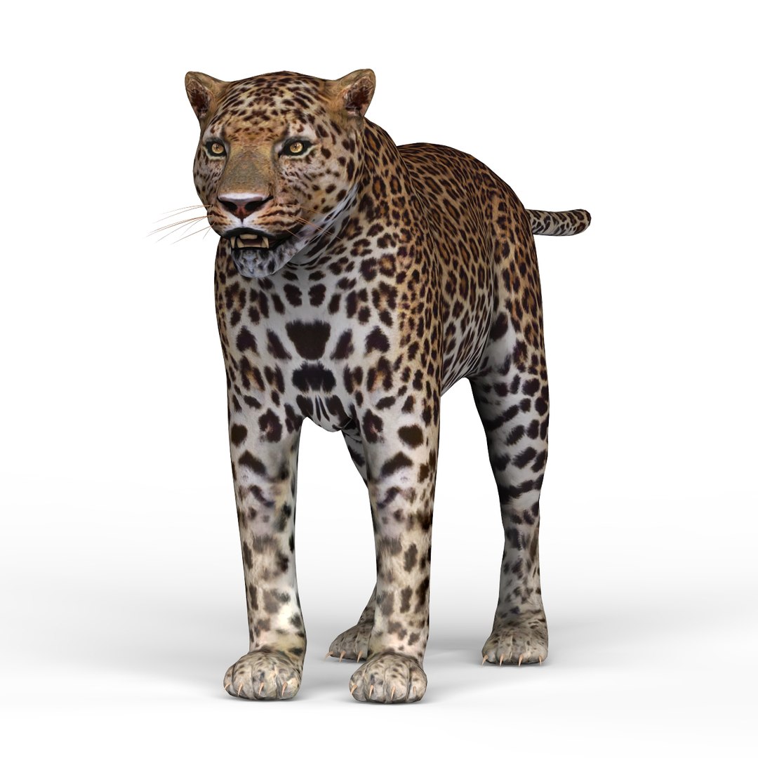 3D Leopard Materials Model - TurboSquid 1520629