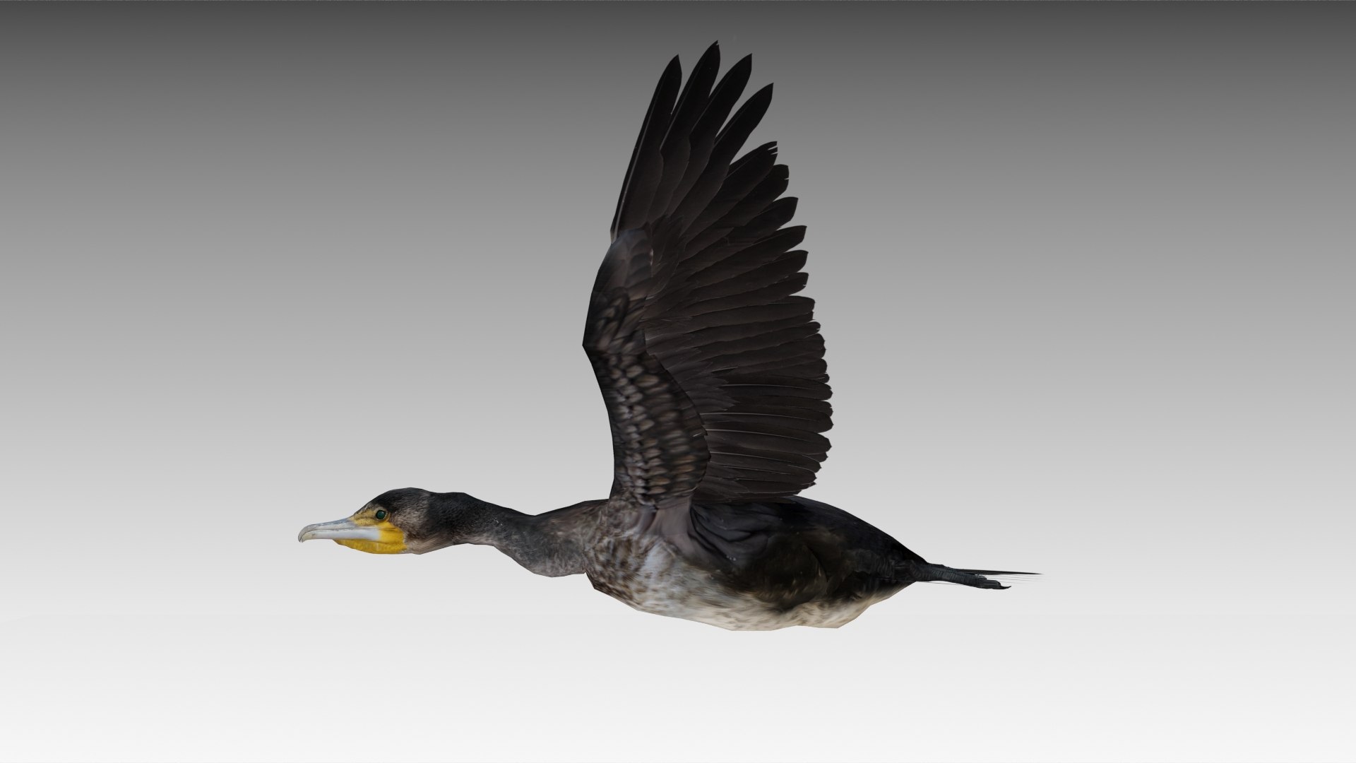 3D Model Great Cormorant - TurboSquid 1573409