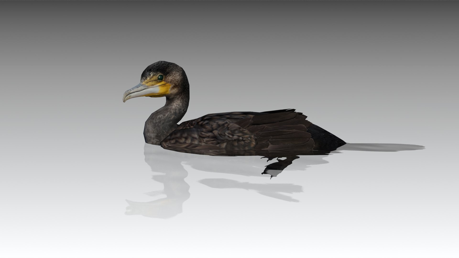 3D Model Great Cormorant - TurboSquid 1573409