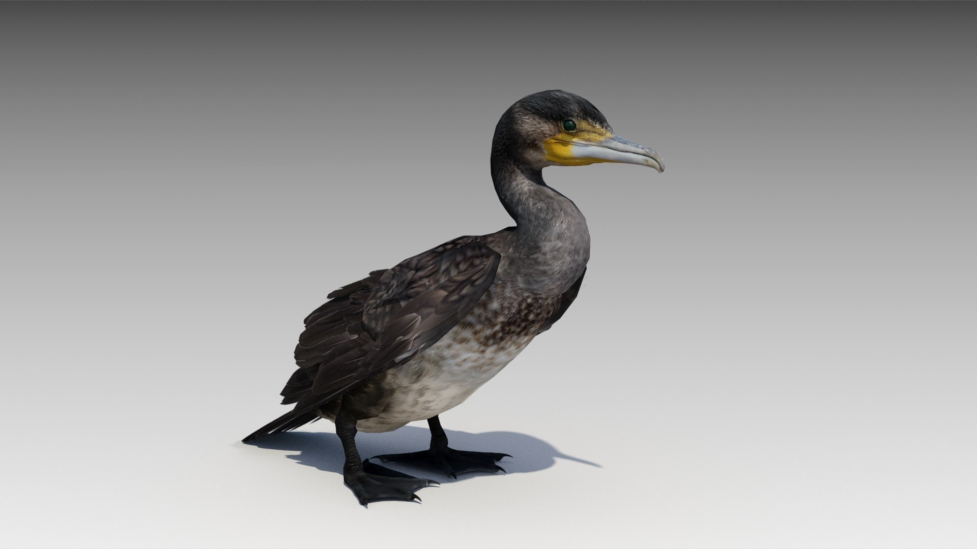 3D Model Great Cormorant - TurboSquid 1573409
