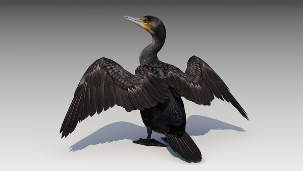 Free Bird Blender Models for Download | TurboSquid