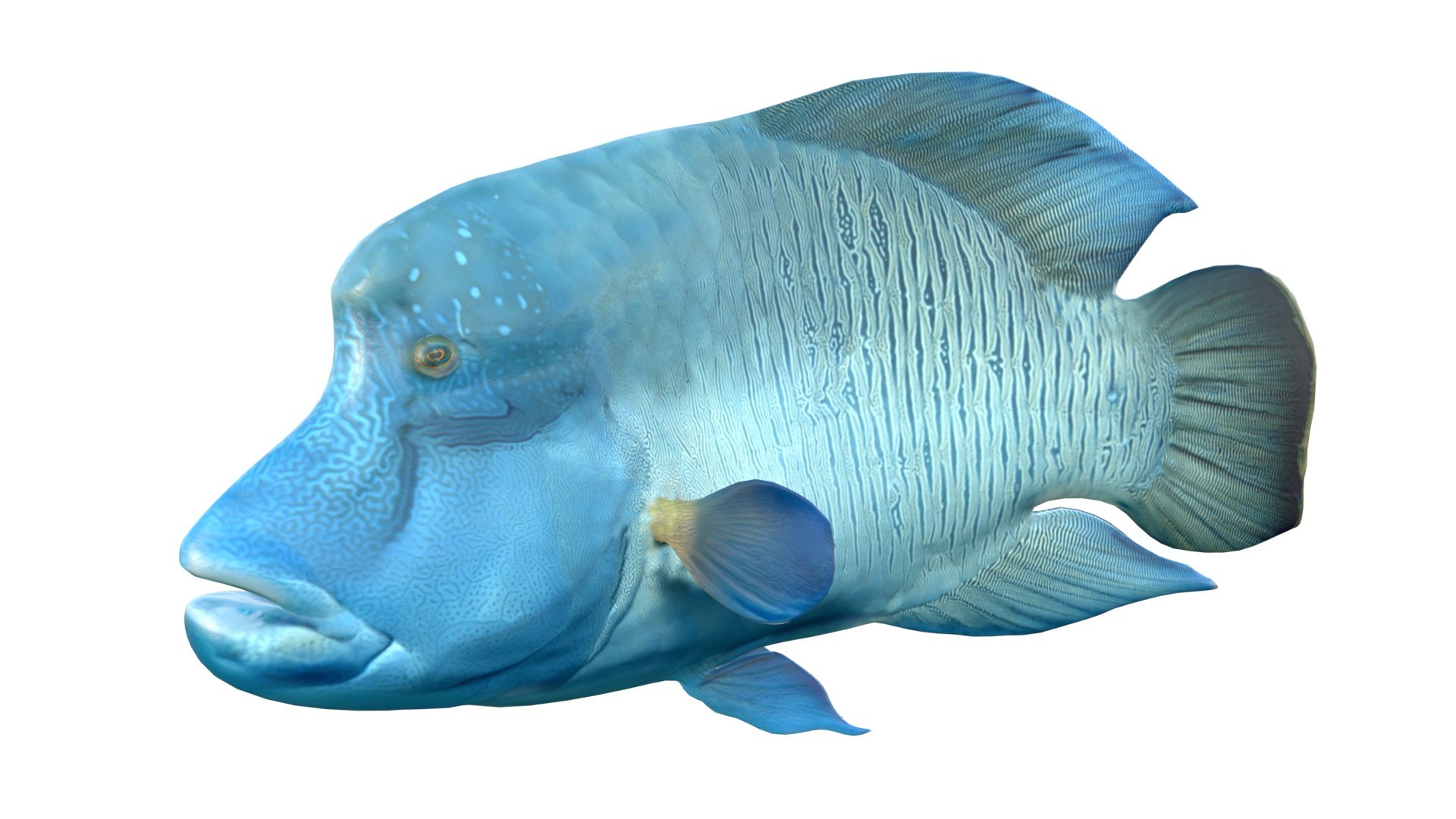 3D Napoleon Wrasse Fish Model - TurboSquid 2512914