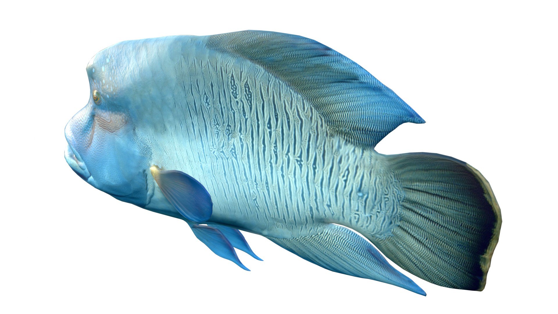 3D Napoleon Wrasse Fish Model - TurboSquid 2512914