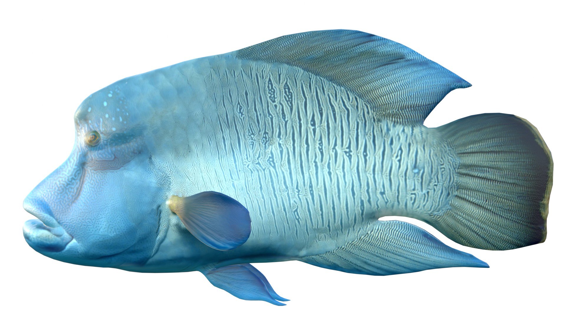 3D Napoleon Wrasse Fish Model - TurboSquid 2512914