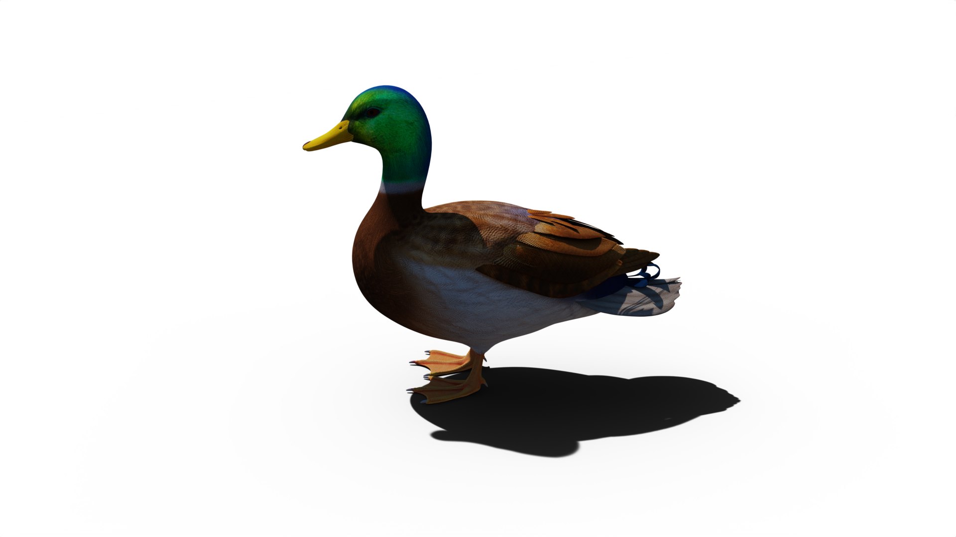 3D Duck - TurboSquid 2129391
