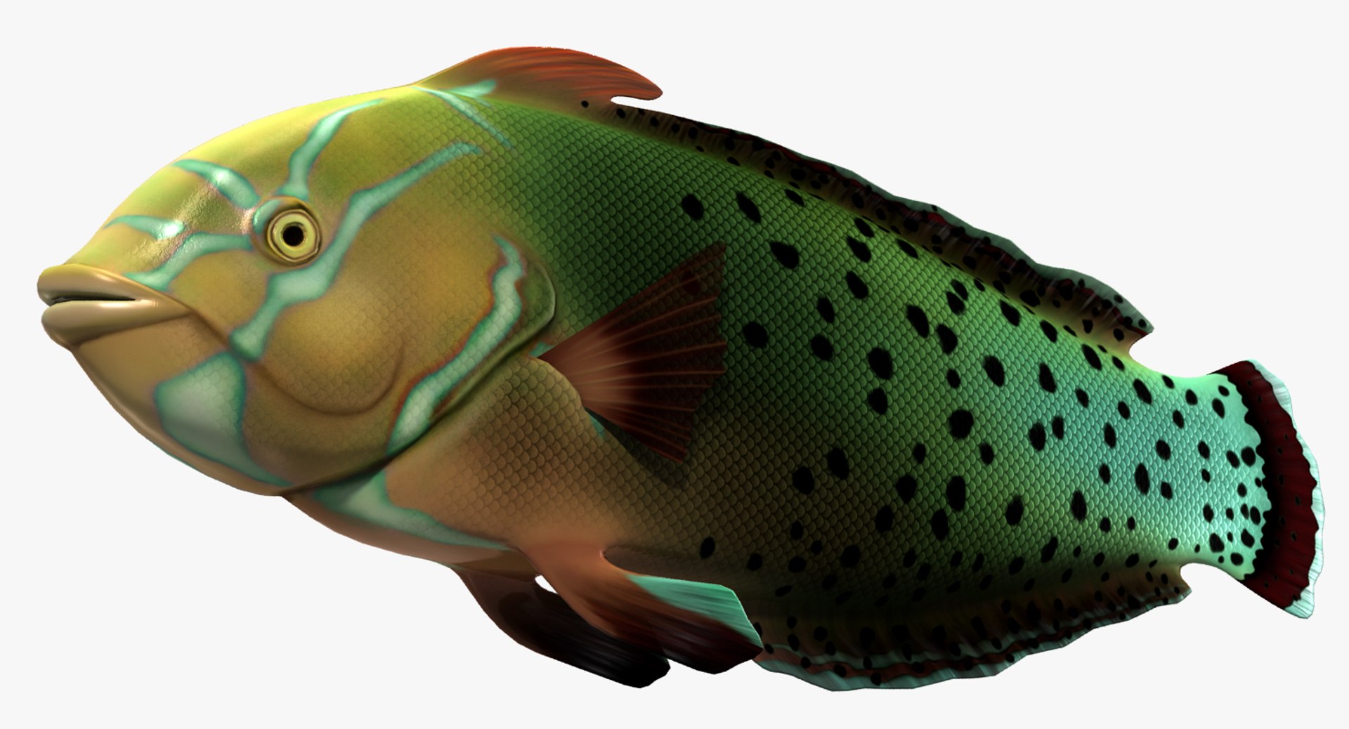 Queen Coris Model - TurboSquid 1202269