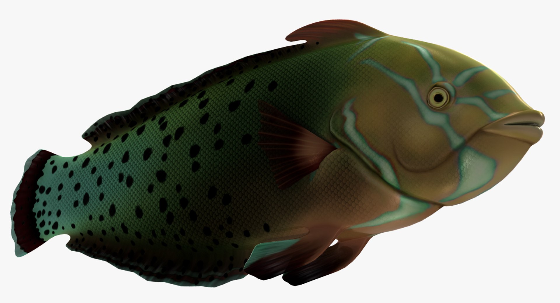 Queen Coris Model - TurboSquid 1202269