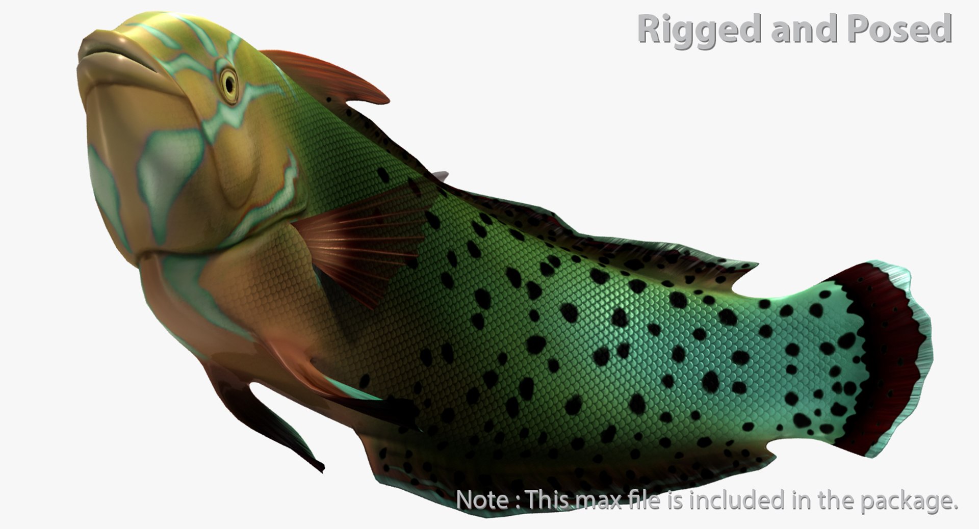 Queen Coris Model - TurboSquid 1202269