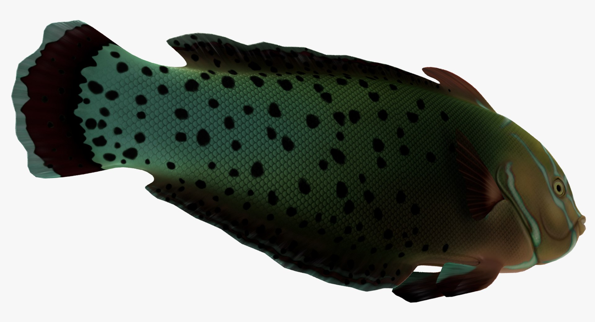 Queen Coris Model - TurboSquid 1202269