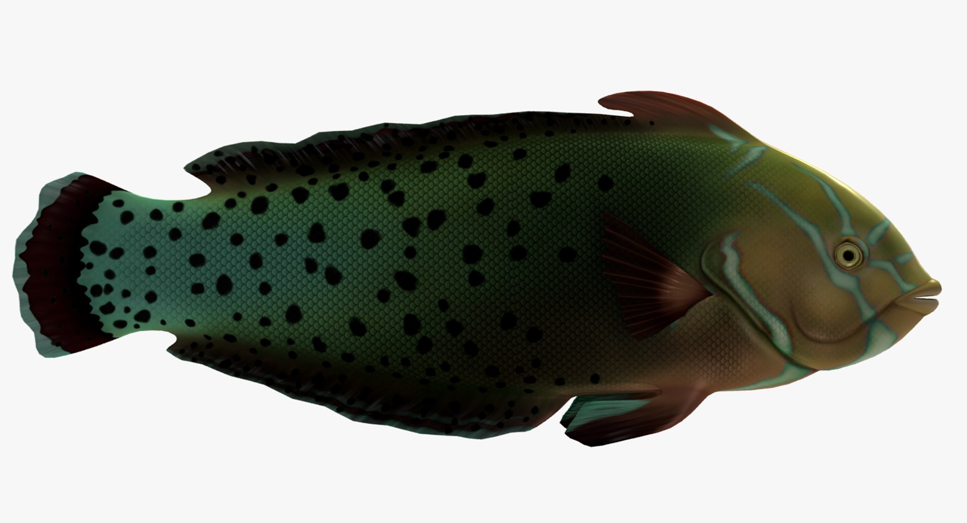 Queen Coris Model - TurboSquid 1202269