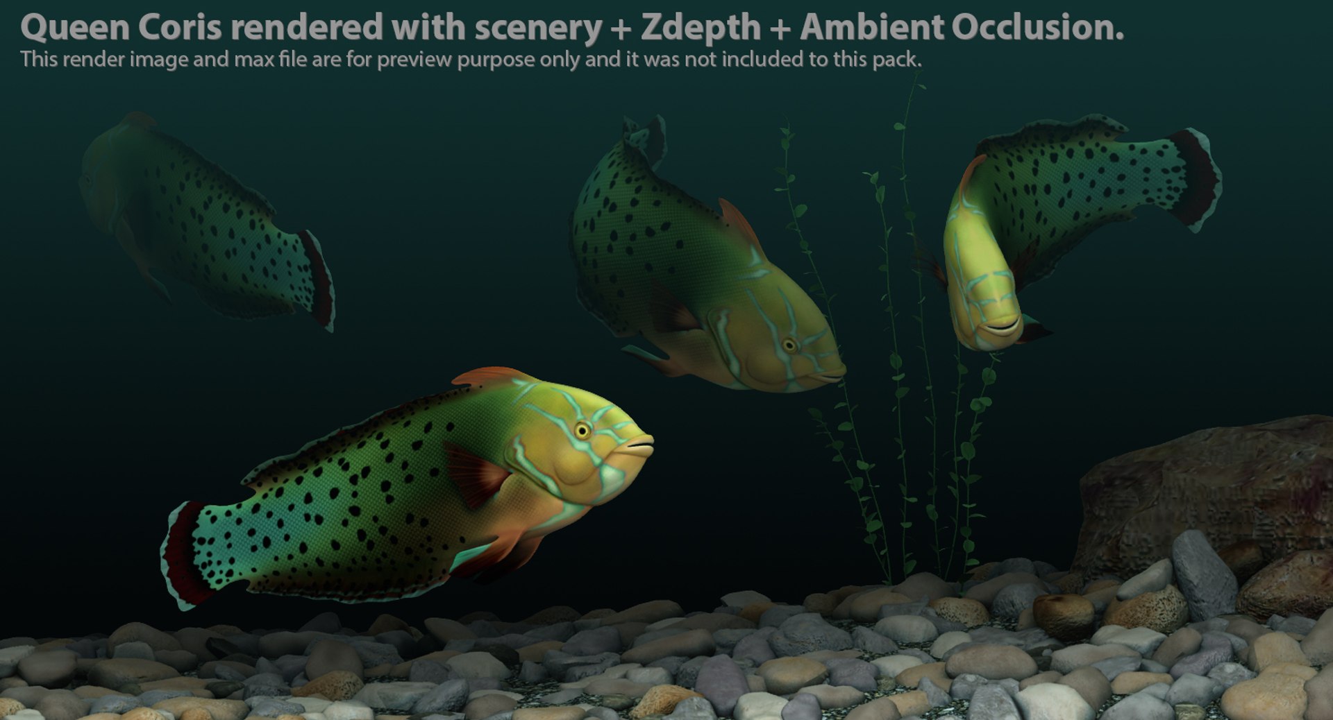 Queen Coris Model - TurboSquid 1202269