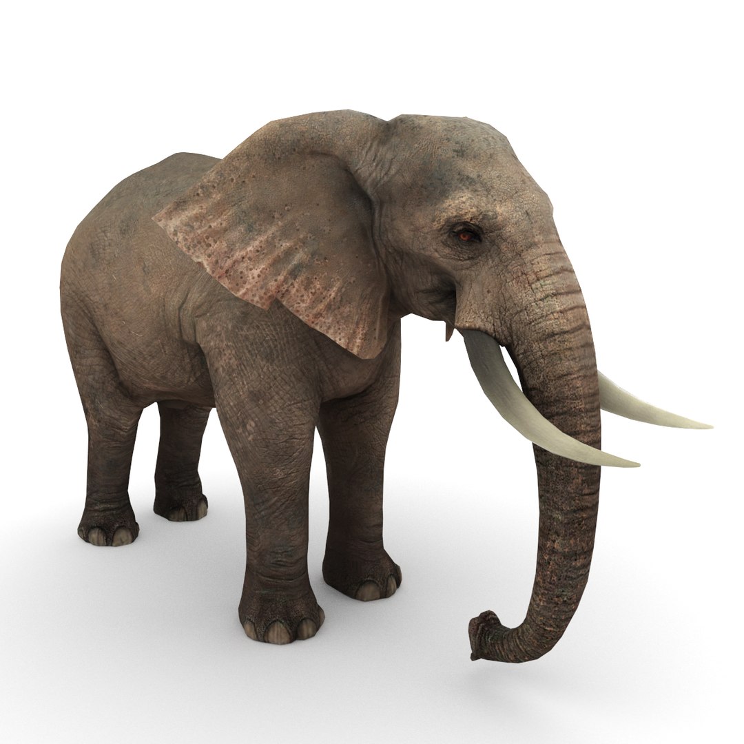 African Elephant 3D Model - TurboSquid 1393163