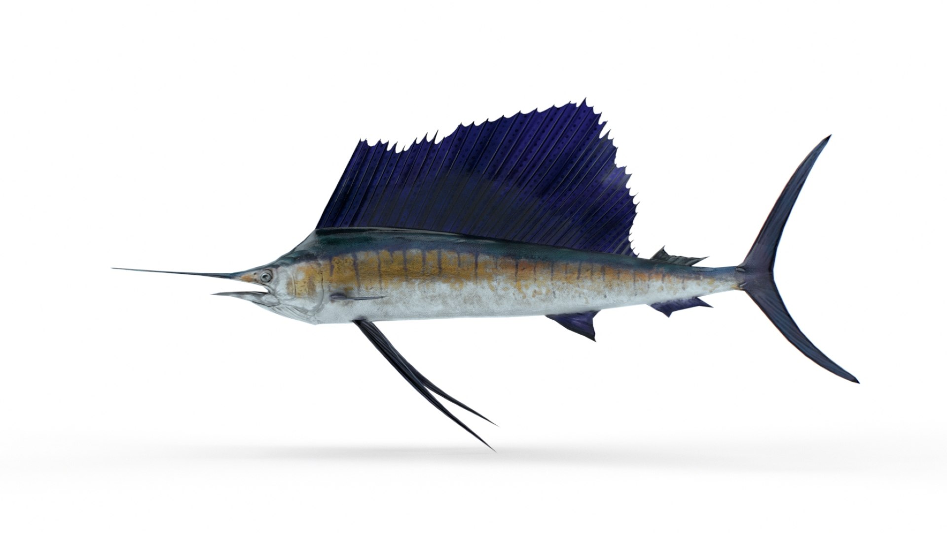 3D Animated Sailfish PBR - TurboSquid 1743323