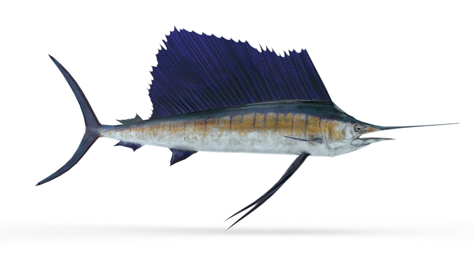 3D Animated Sailfish PBR - TurboSquid 1743323