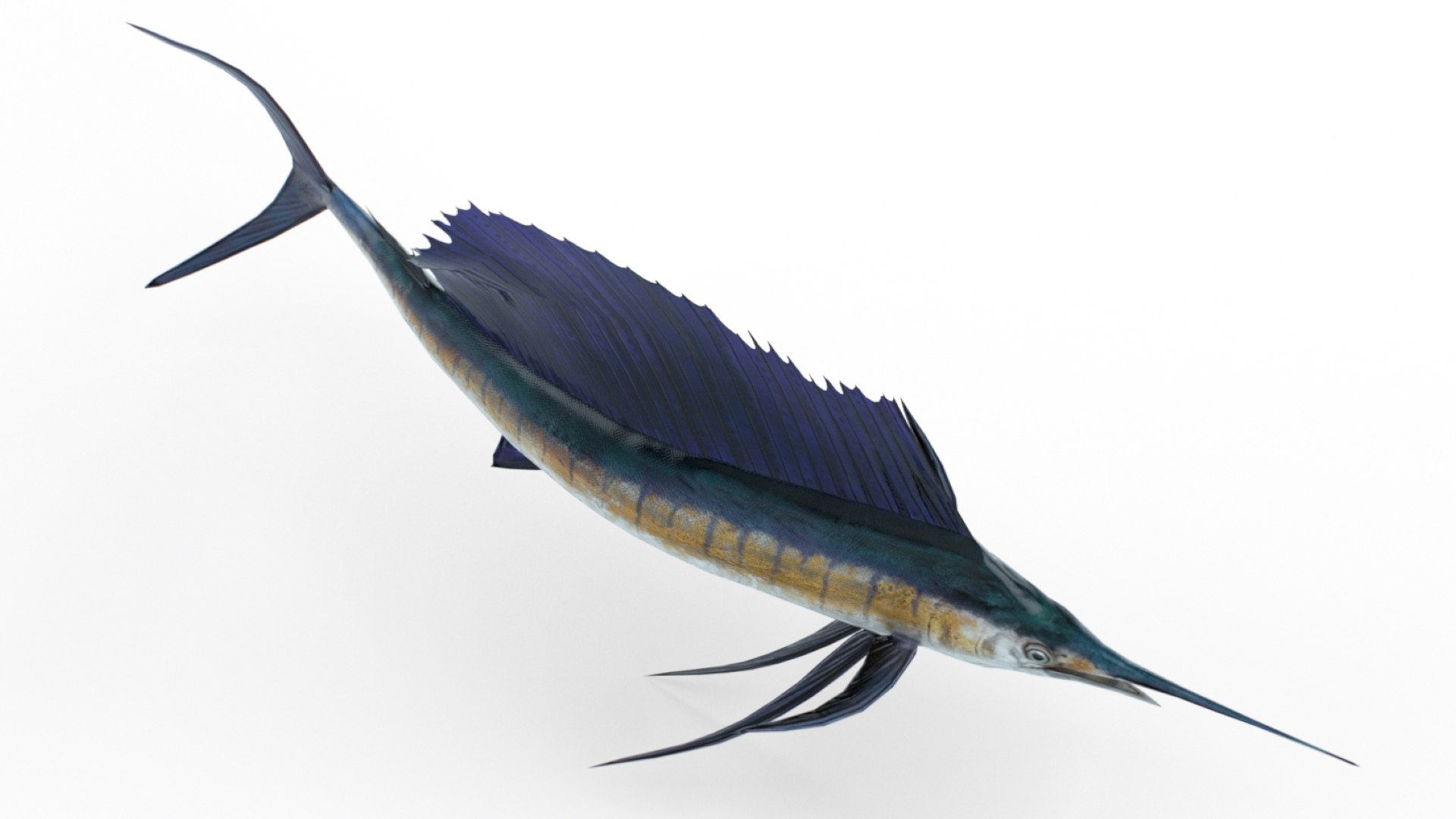 3D Animated Sailfish PBR - TurboSquid 1743323