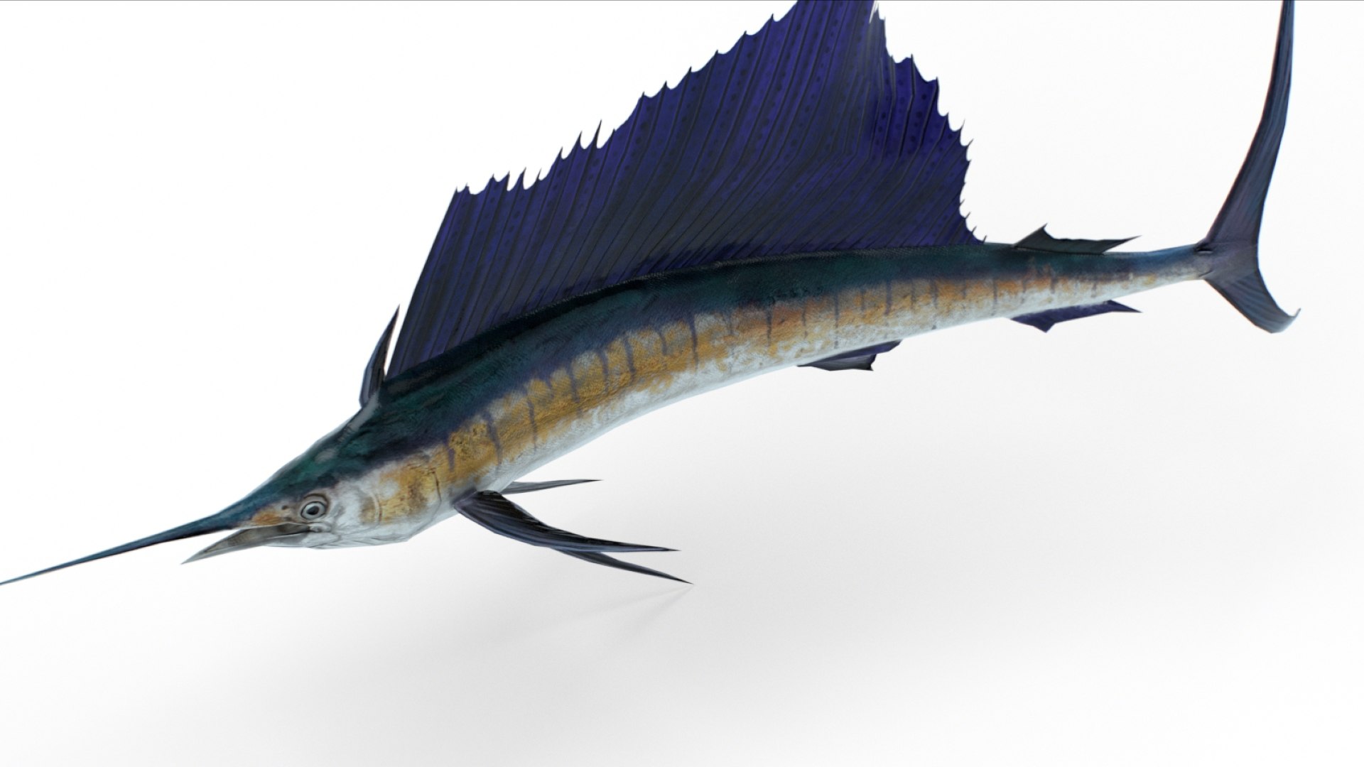 3D Animated Sailfish PBR - TurboSquid 1743323