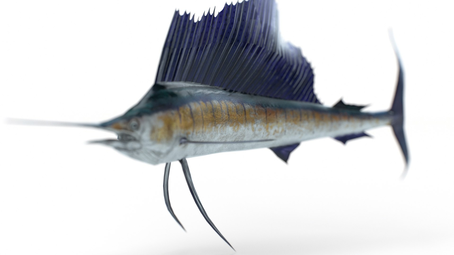 3D Animated Sailfish PBR - TurboSquid 1743323
