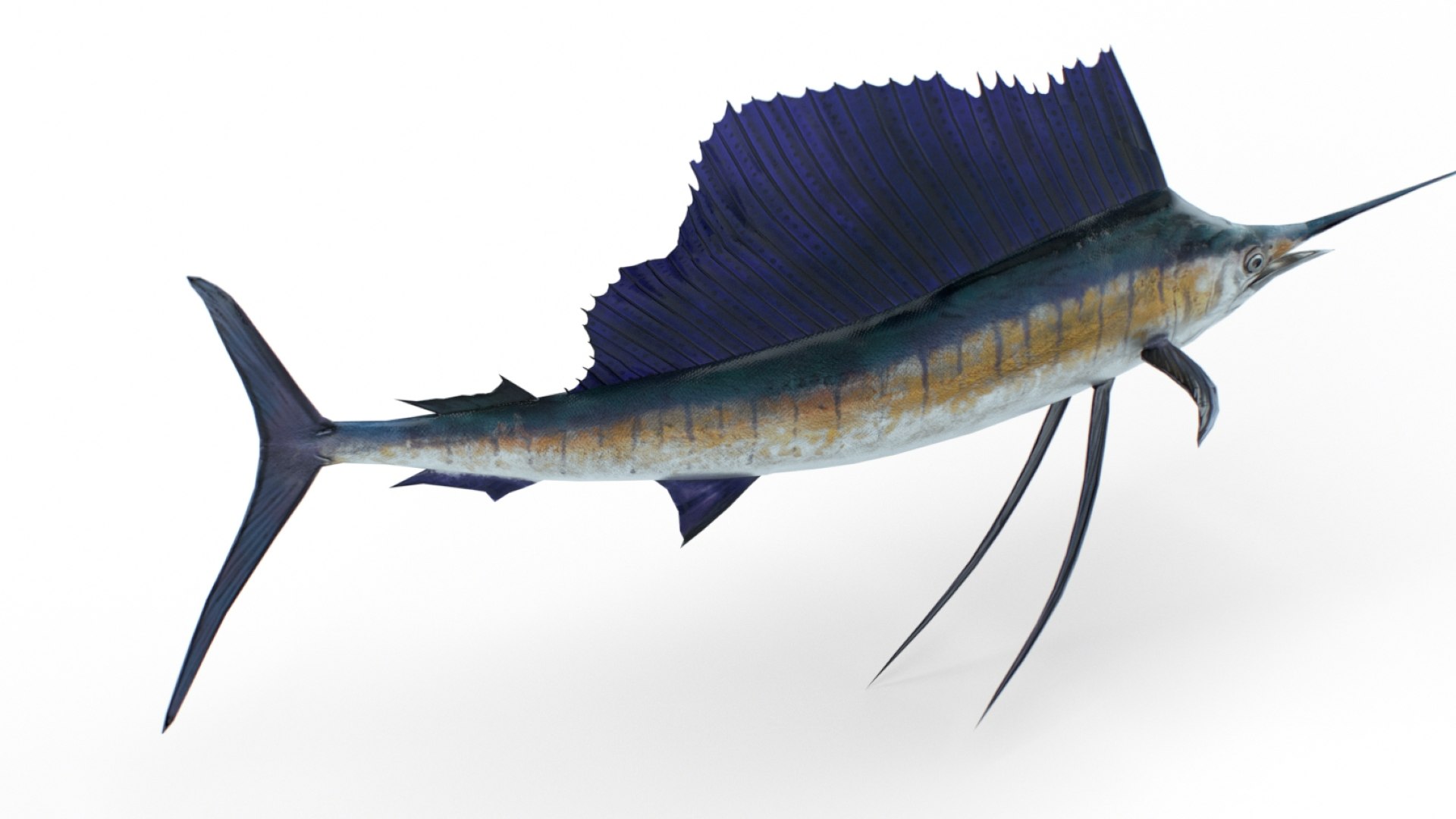 3D Animated Sailfish PBR - TurboSquid 1743323