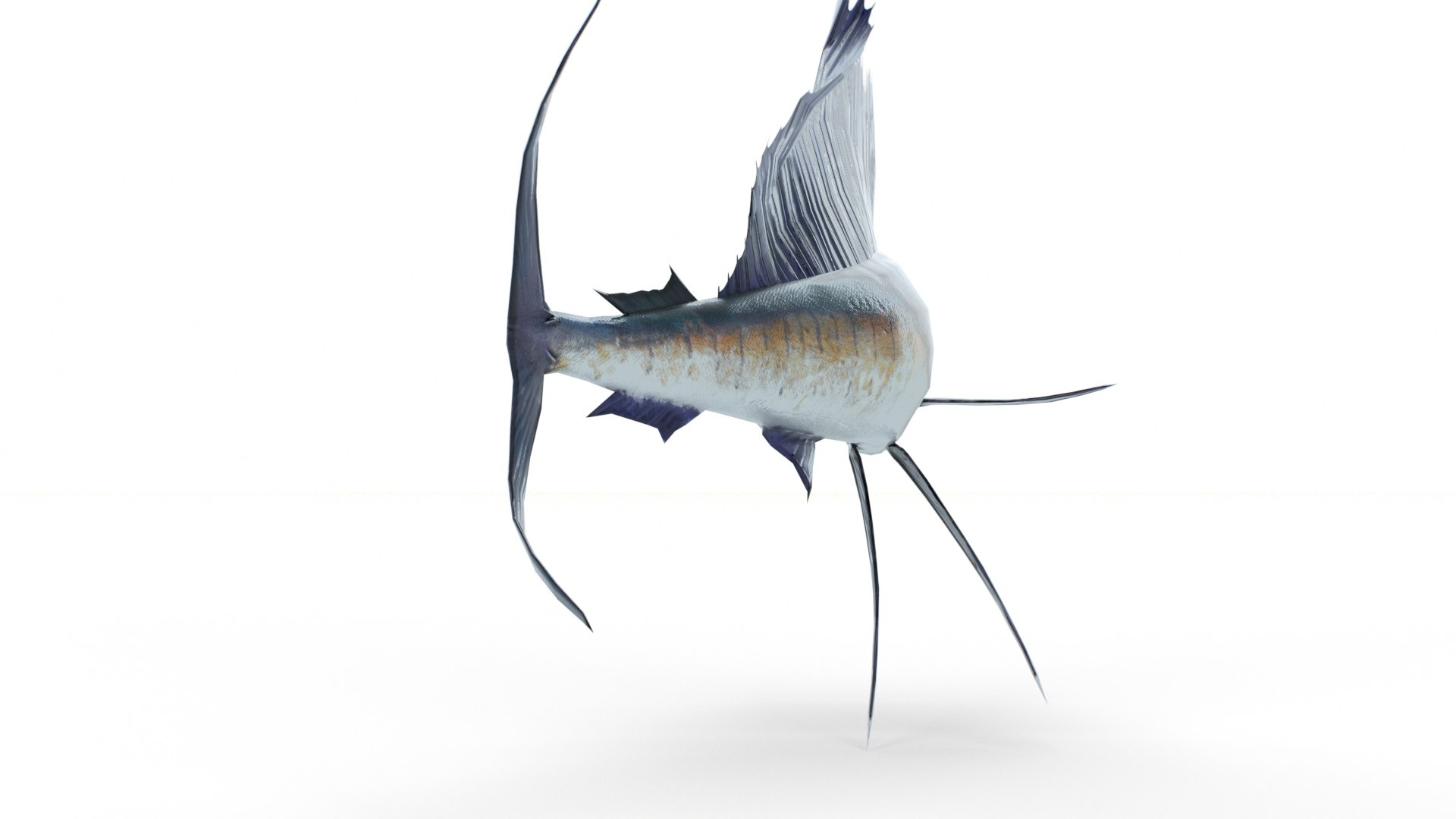 3D Animated Sailfish PBR - TurboSquid 1743323