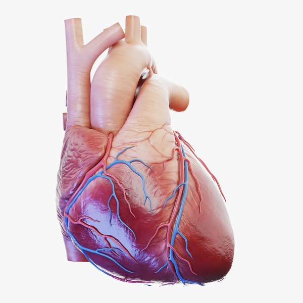 human heart slice 3d model