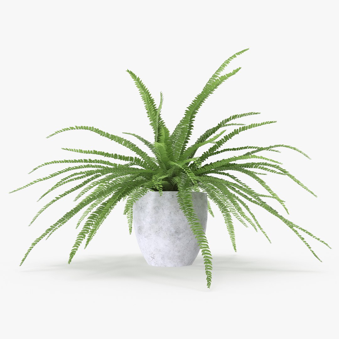 3D Model Fern Pack 01 - TurboSquid 1396248