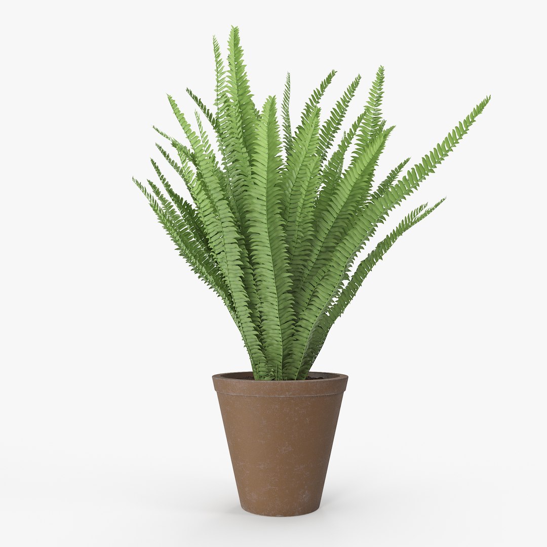 3D Model Fern Pack 01 - TurboSquid 1396248