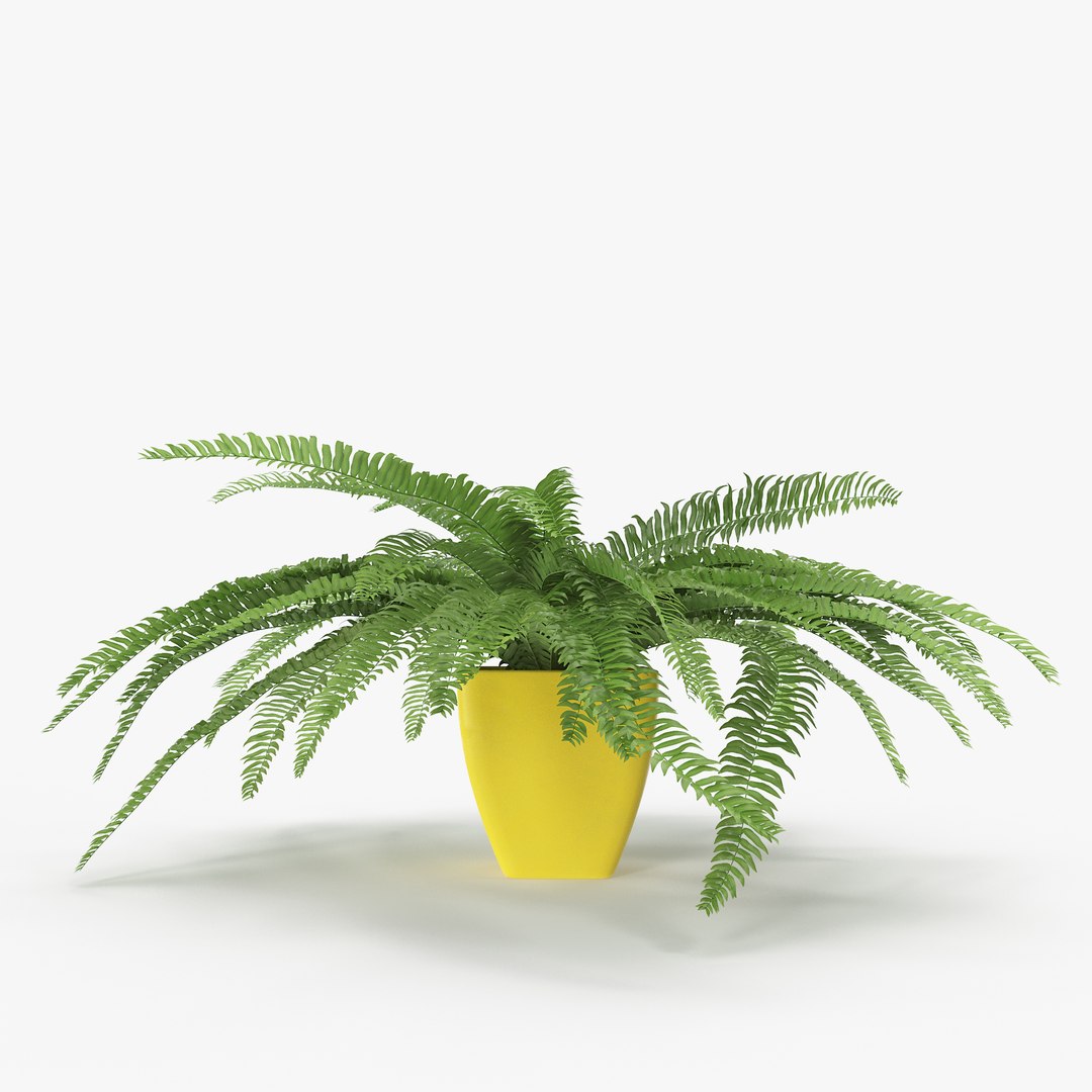3D Model Fern Pack 01 - TurboSquid 1396248