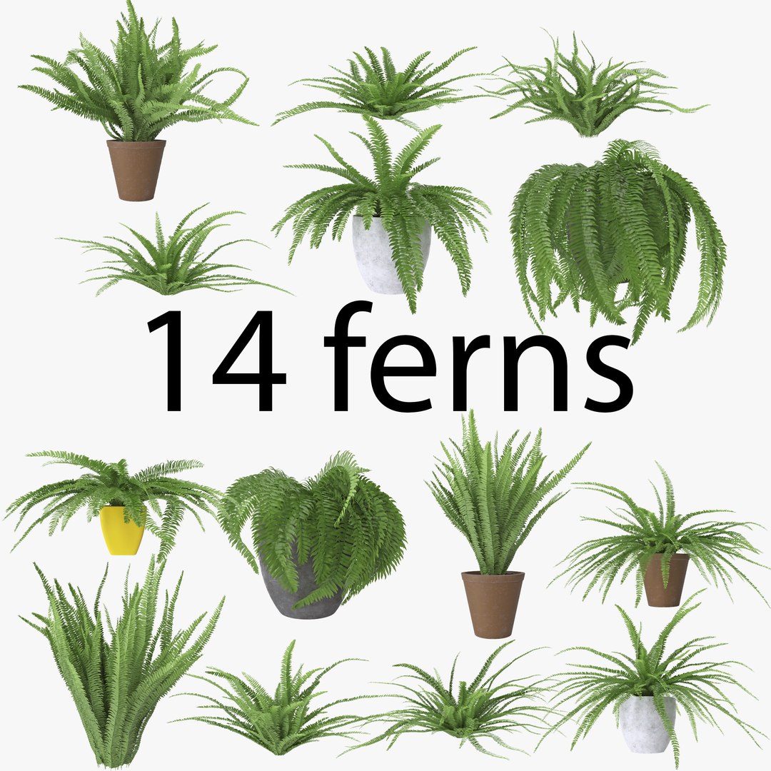 3D Model Fern Pack 01 - TurboSquid 1396248