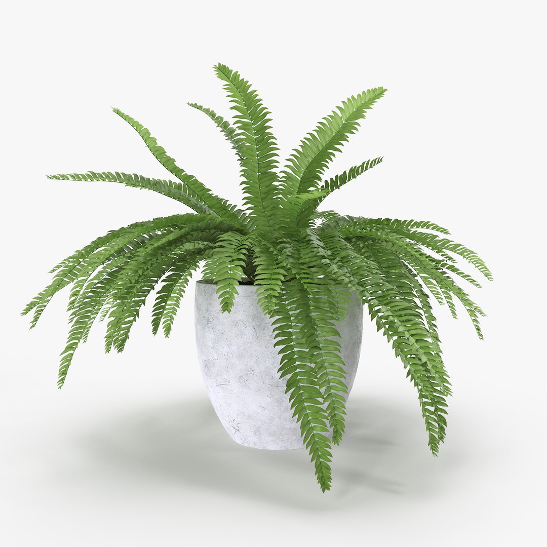 3D Model Fern Pack 01 - TurboSquid 1396248