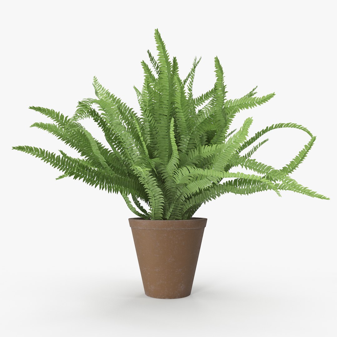 3D Model Fern Pack 01 - TurboSquid 1396248