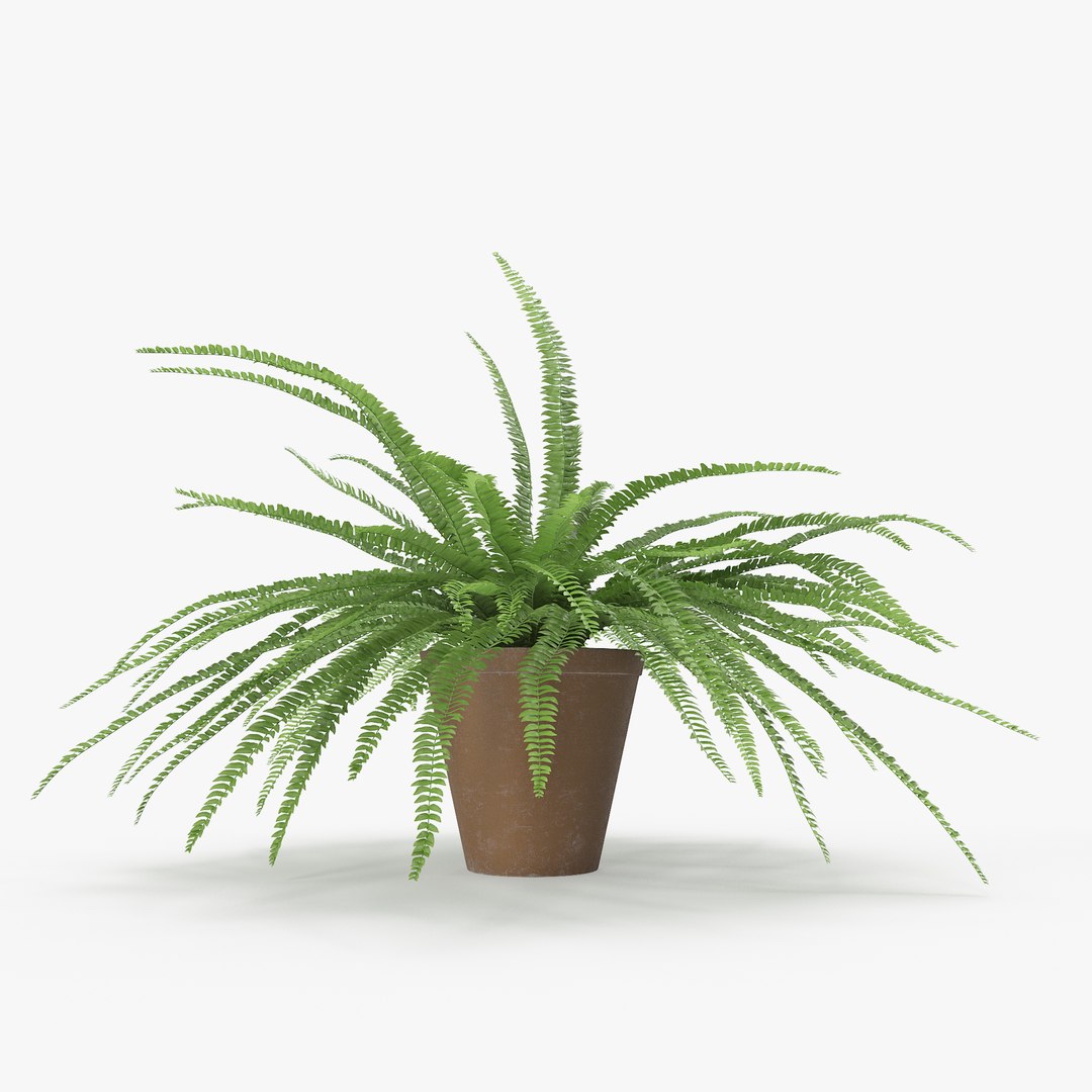 3D Model Fern Pack 01 - TurboSquid 1396248