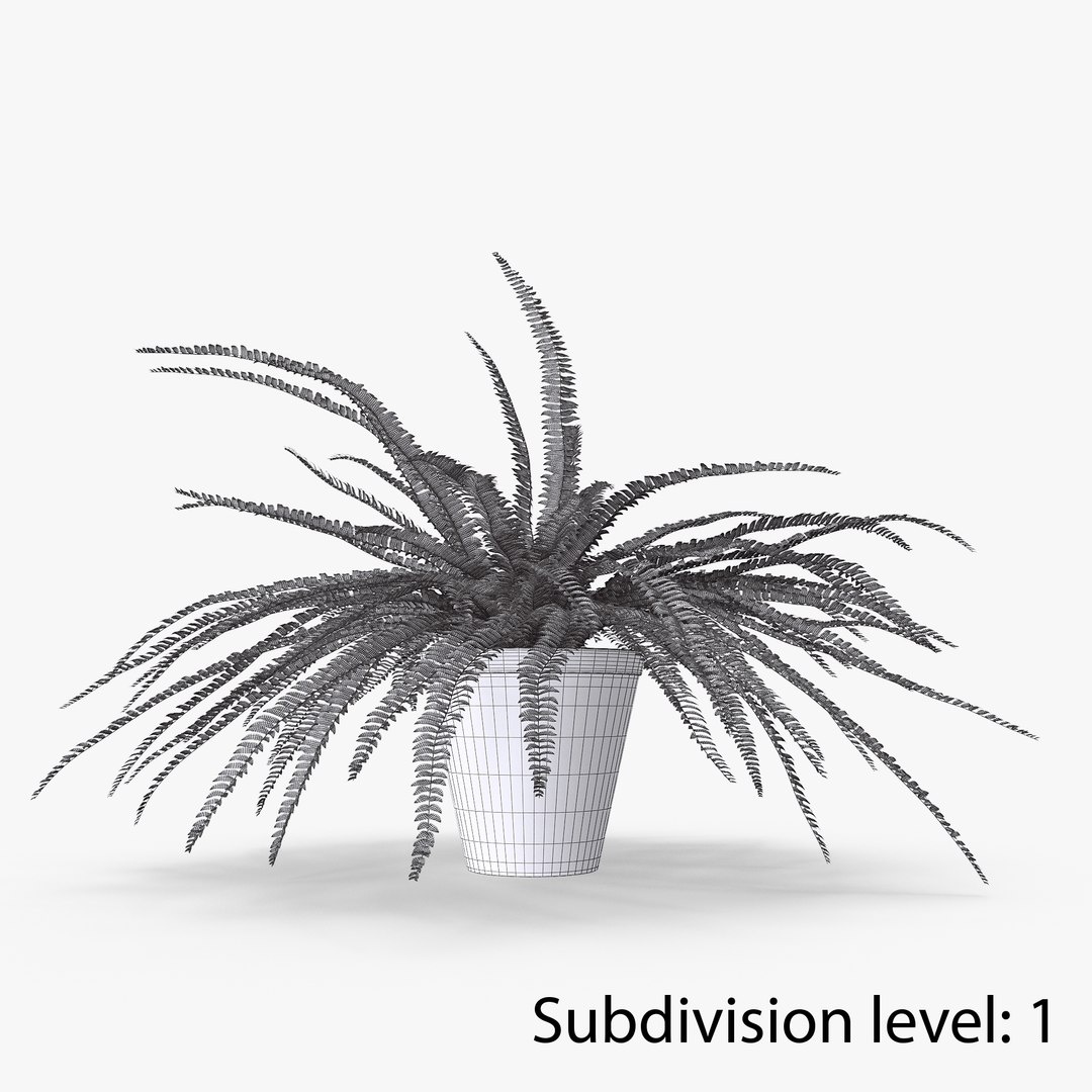 3D Model Fern Pack 01 - TurboSquid 1396248