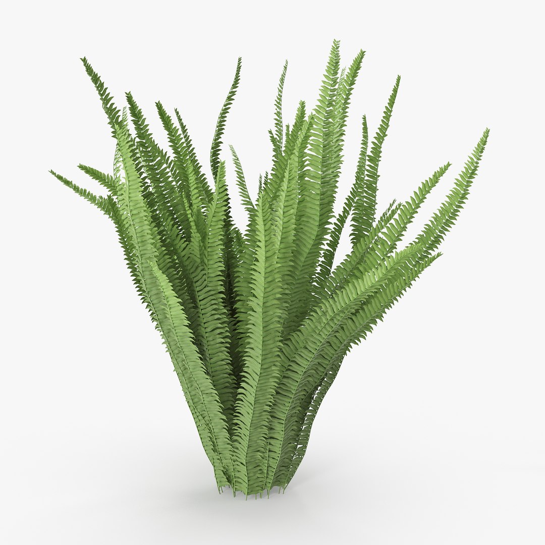 3D Model Fern Pack 01 - TurboSquid 1396248