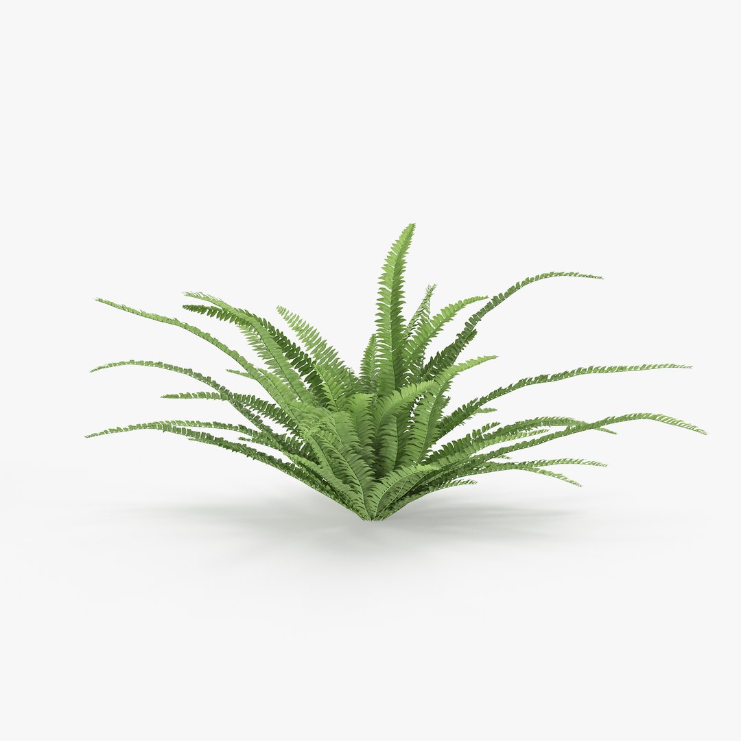 3D Model Fern Pack 01 - TurboSquid 1396248