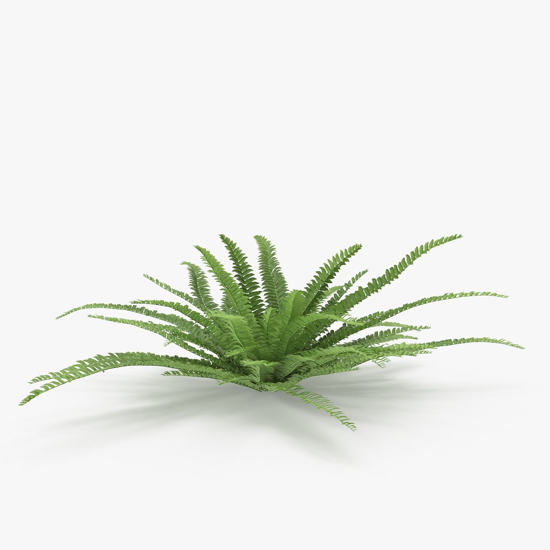 3D Model Fern Pack 01 - TurboSquid 1396248