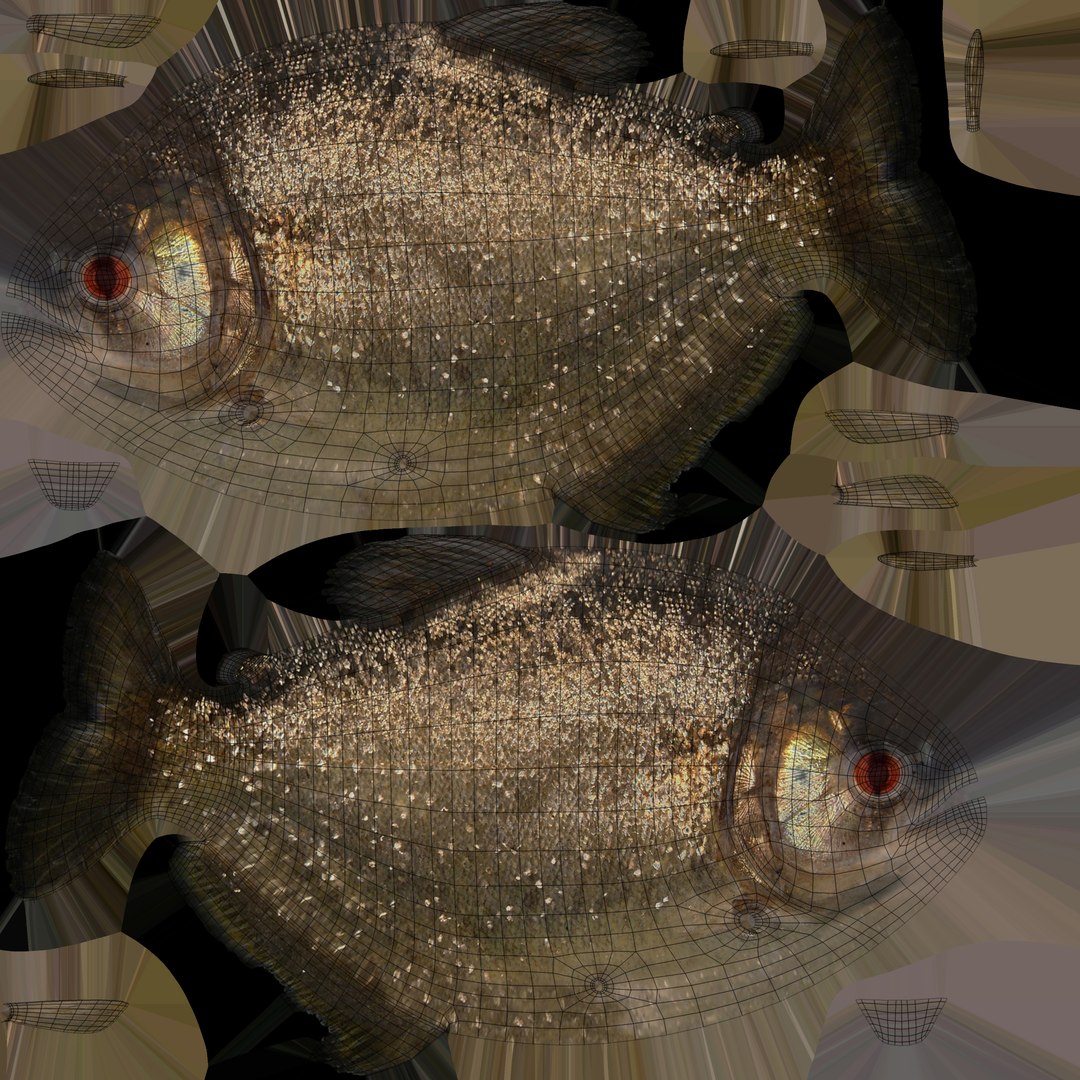 3D Redeye Piranha Red - TurboSquid 1508503