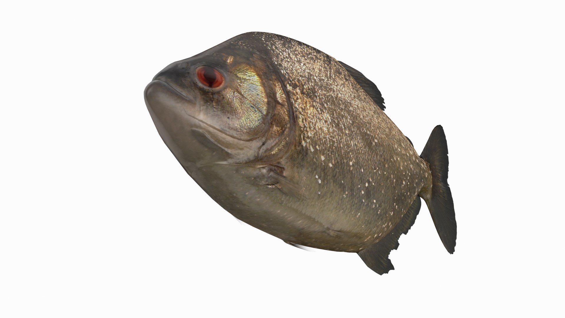 3D Redeye Piranha Red - TurboSquid 1508503