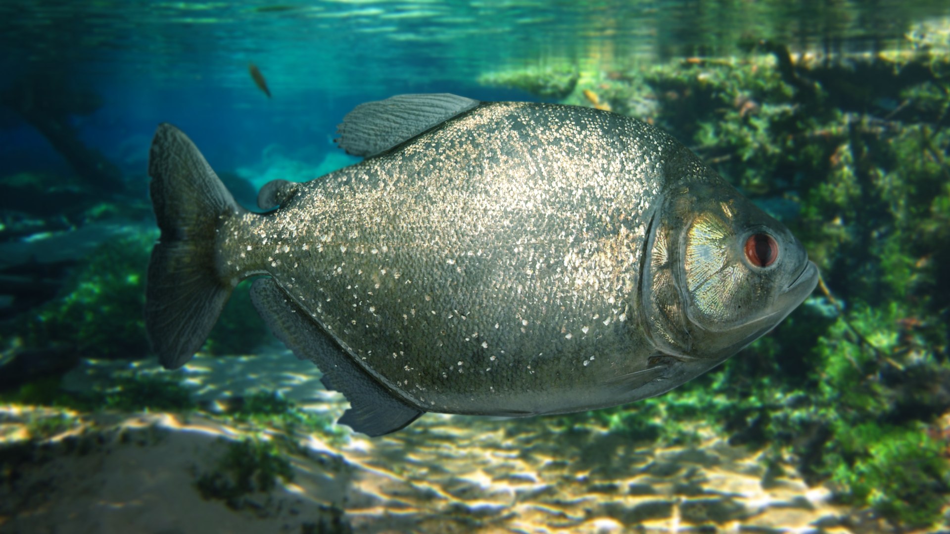 3D Redeye Piranha Red - TurboSquid 1508503